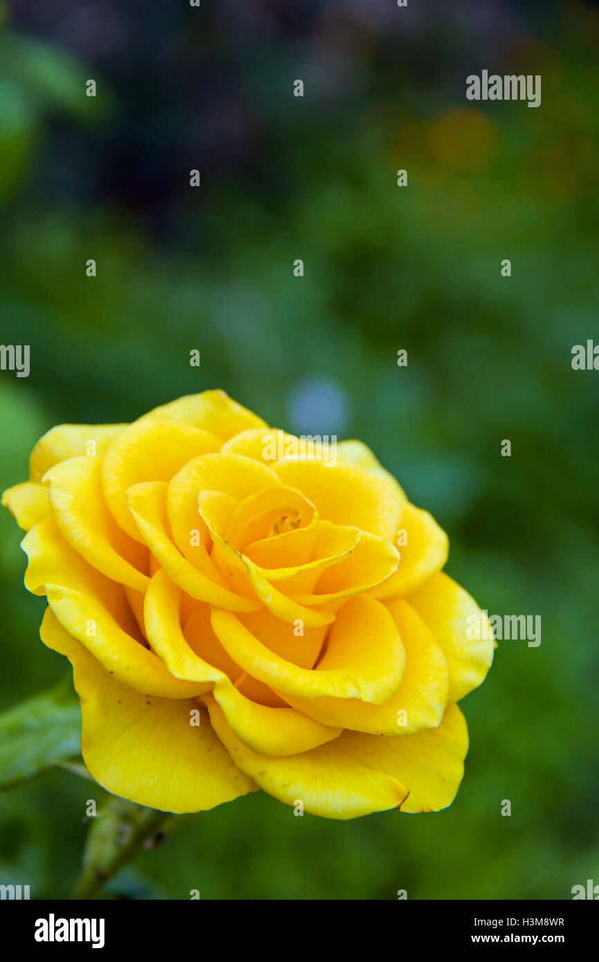 Yellow rosa hi-res stock photography and images - Alamy