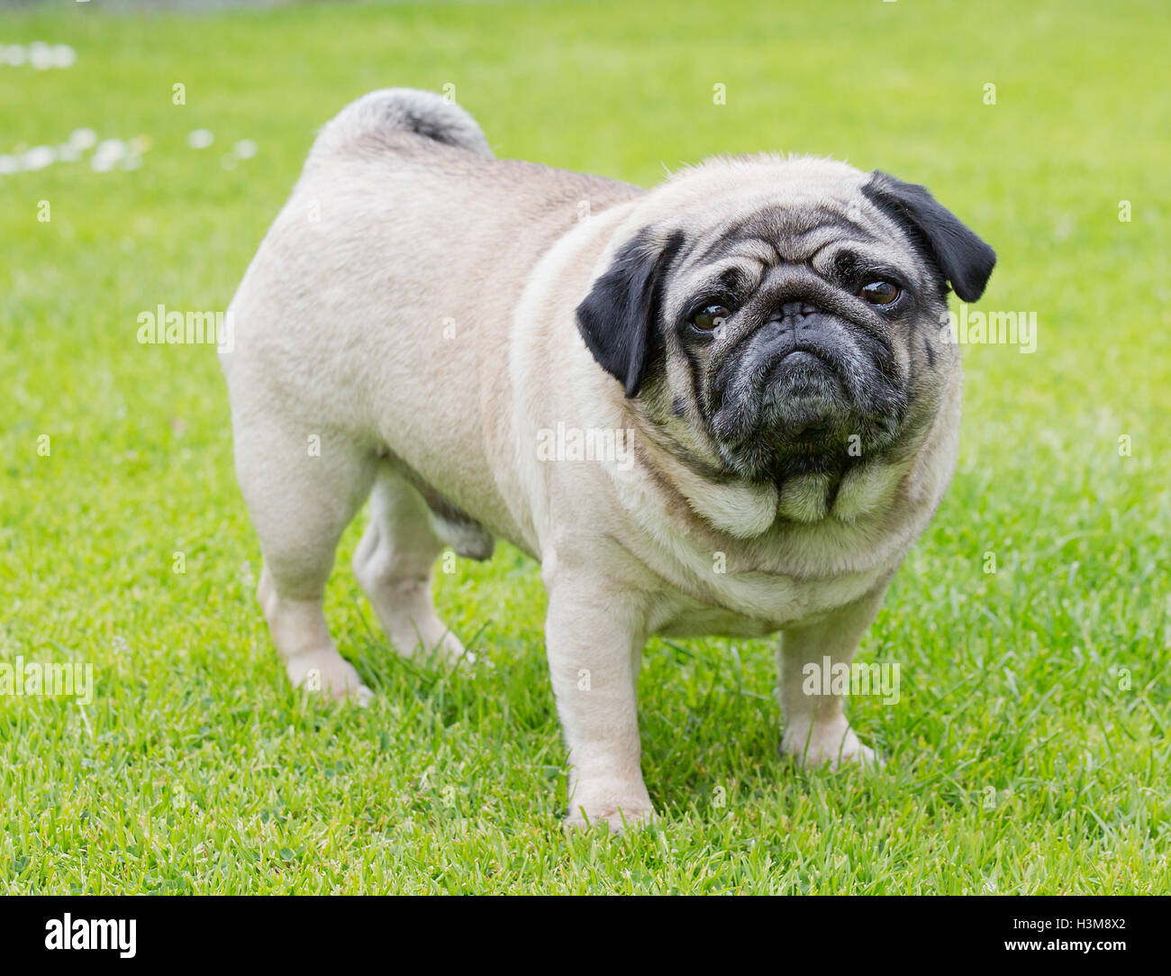 Pug standing dog on grass Stock Photo - Alamy