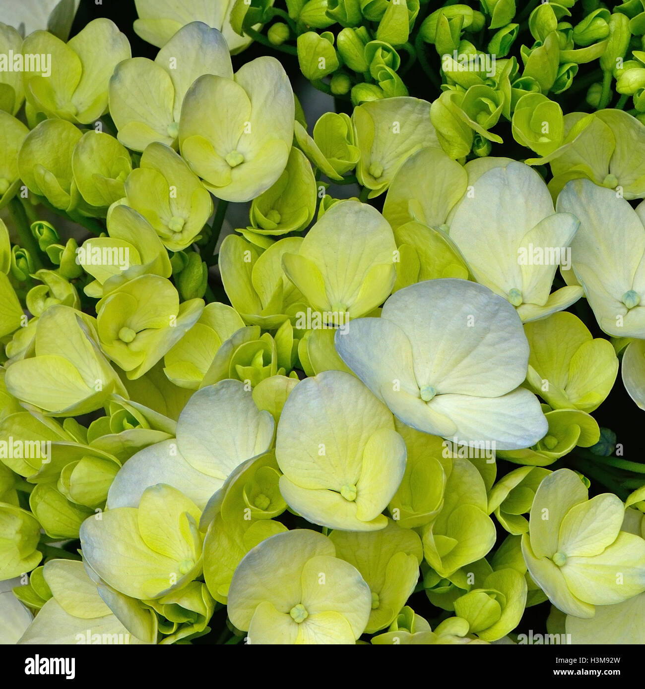 blue and yellow Hydrangea Stock Photo - Alamy