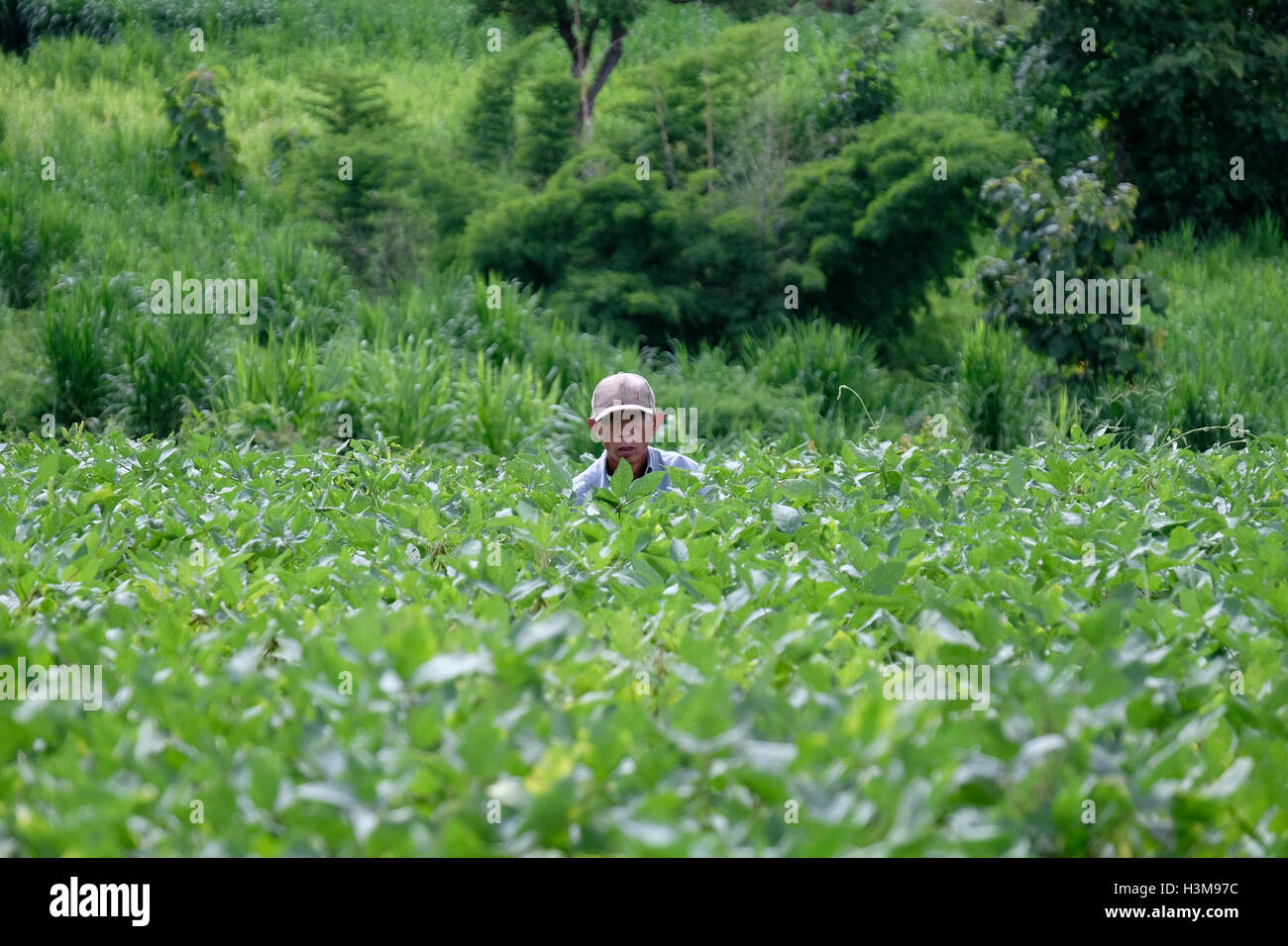 Thai tea picker hi-res stock photography and images - Alamy