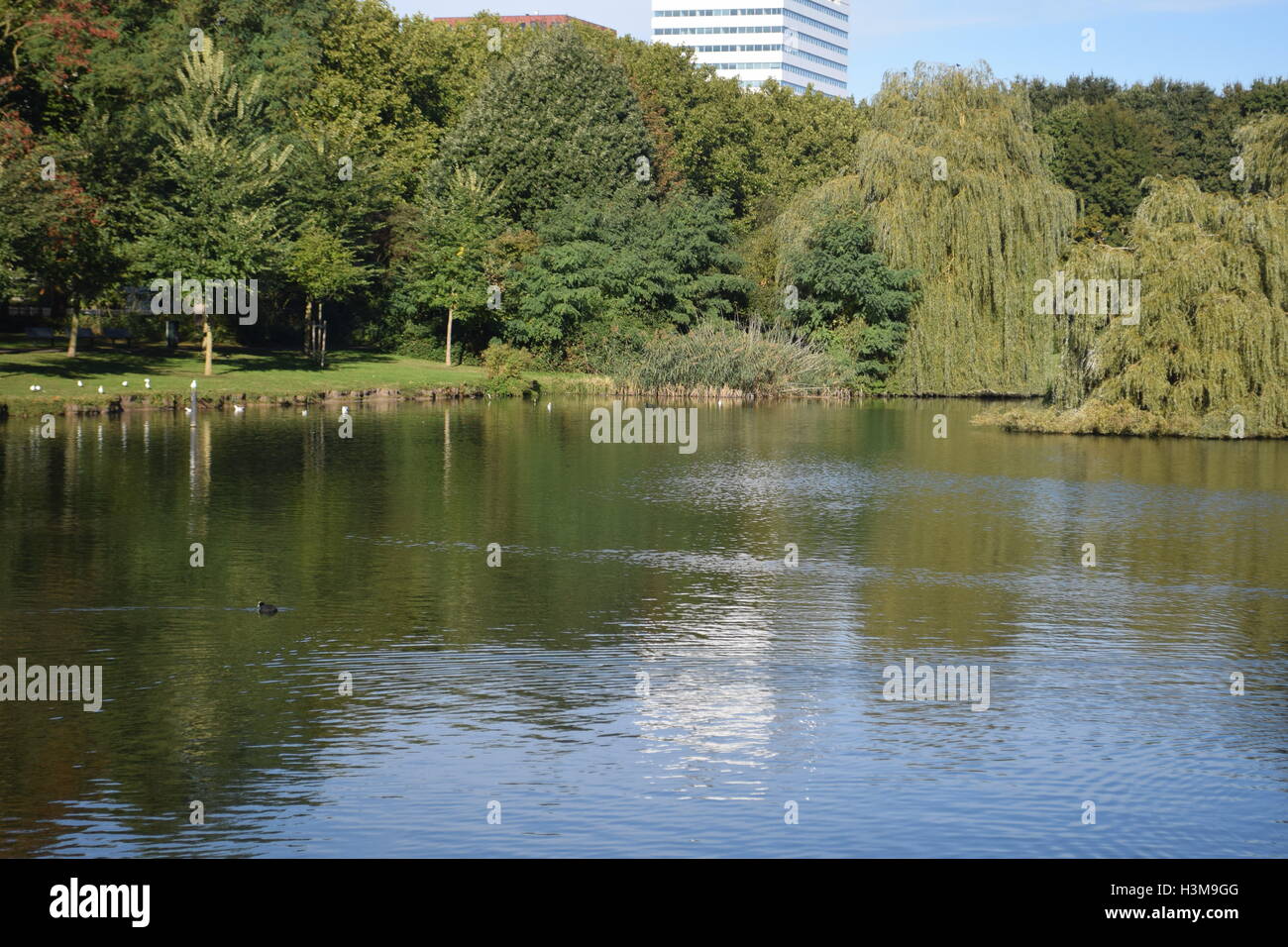 Embankment pond in park hi-res stock photography and images - Alamy