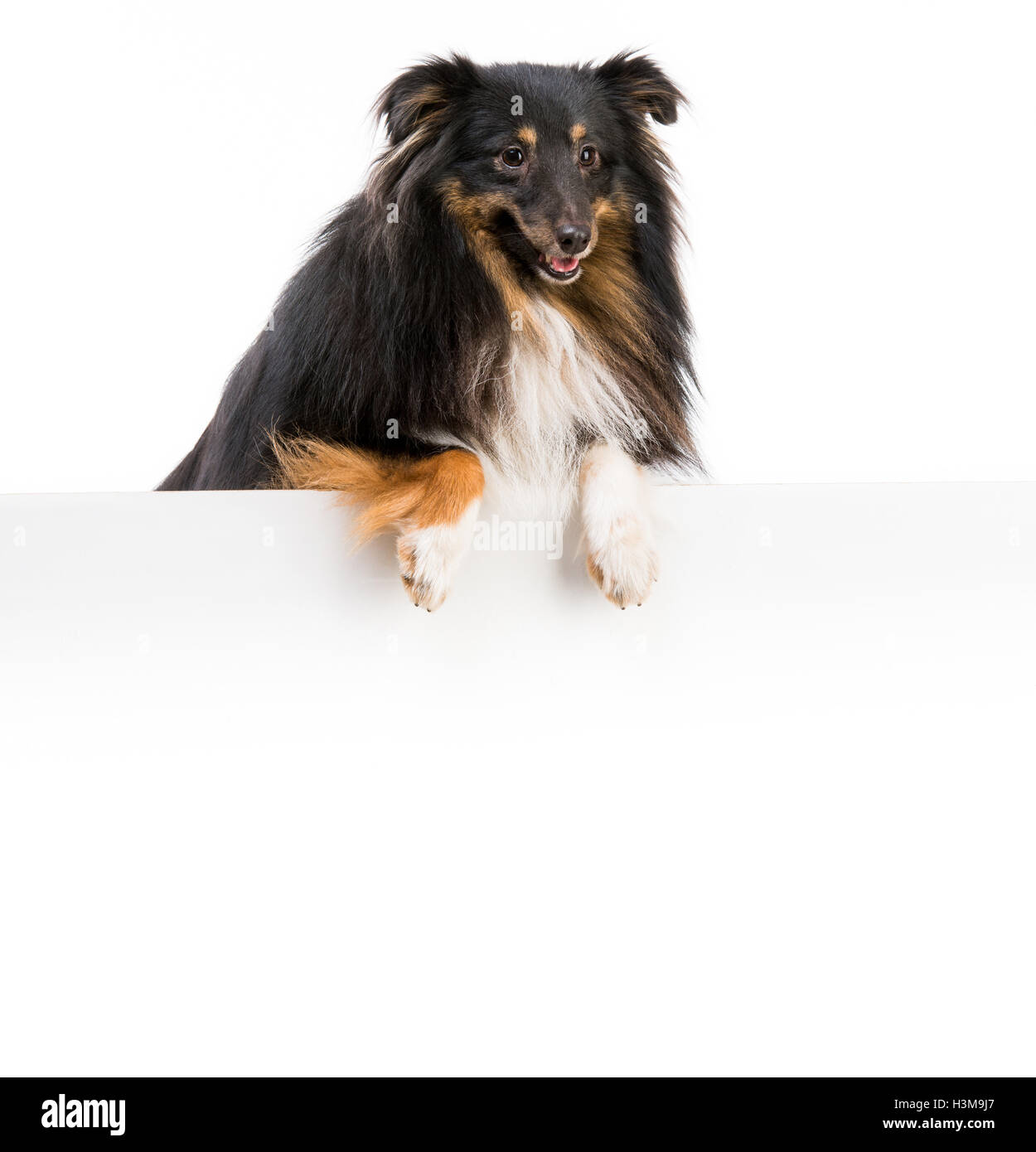 Sheltie hi-res stock photography and images - Alamy