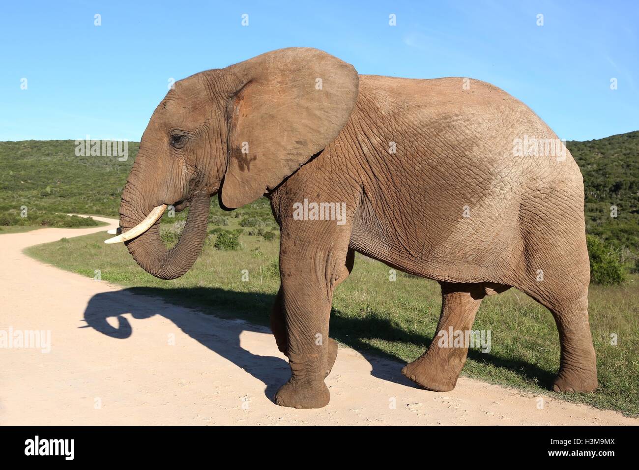 Male African Elephant Stock Photo - Alamy
