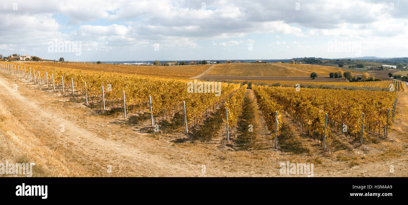 Cool vineyard in autumn under cloudy sky Stock Photo - Alamy