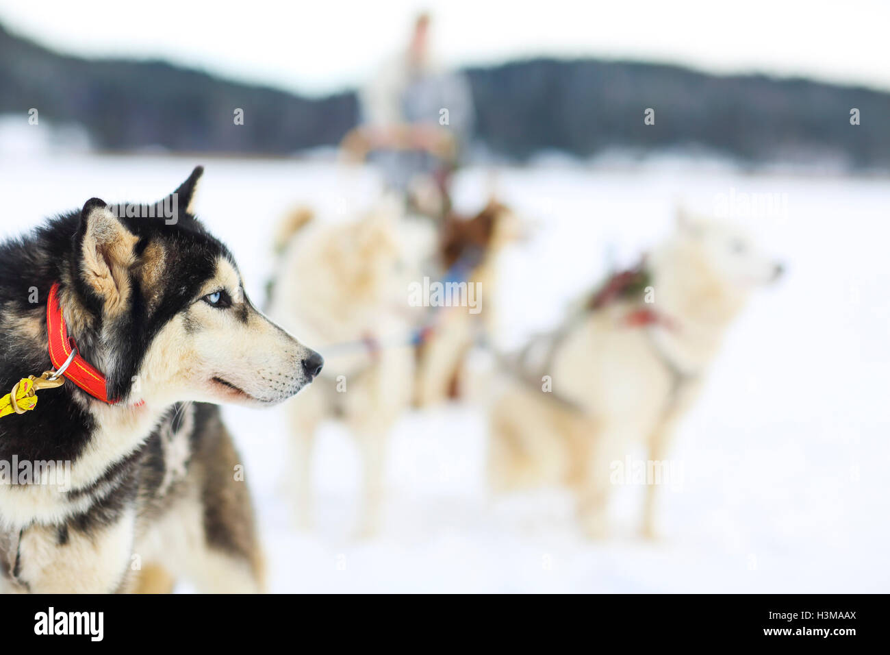Sledding with husky dogs. Northern polar circle. Lapland Stock Photo ...