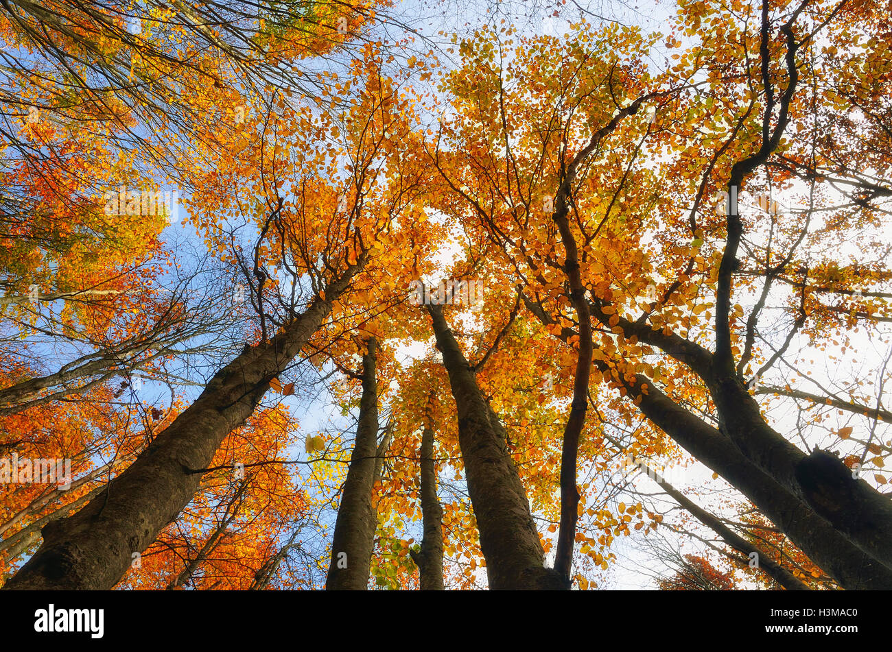 Colors of the forest in autumn in Tuscany,Italy Stock Photo - Alamy