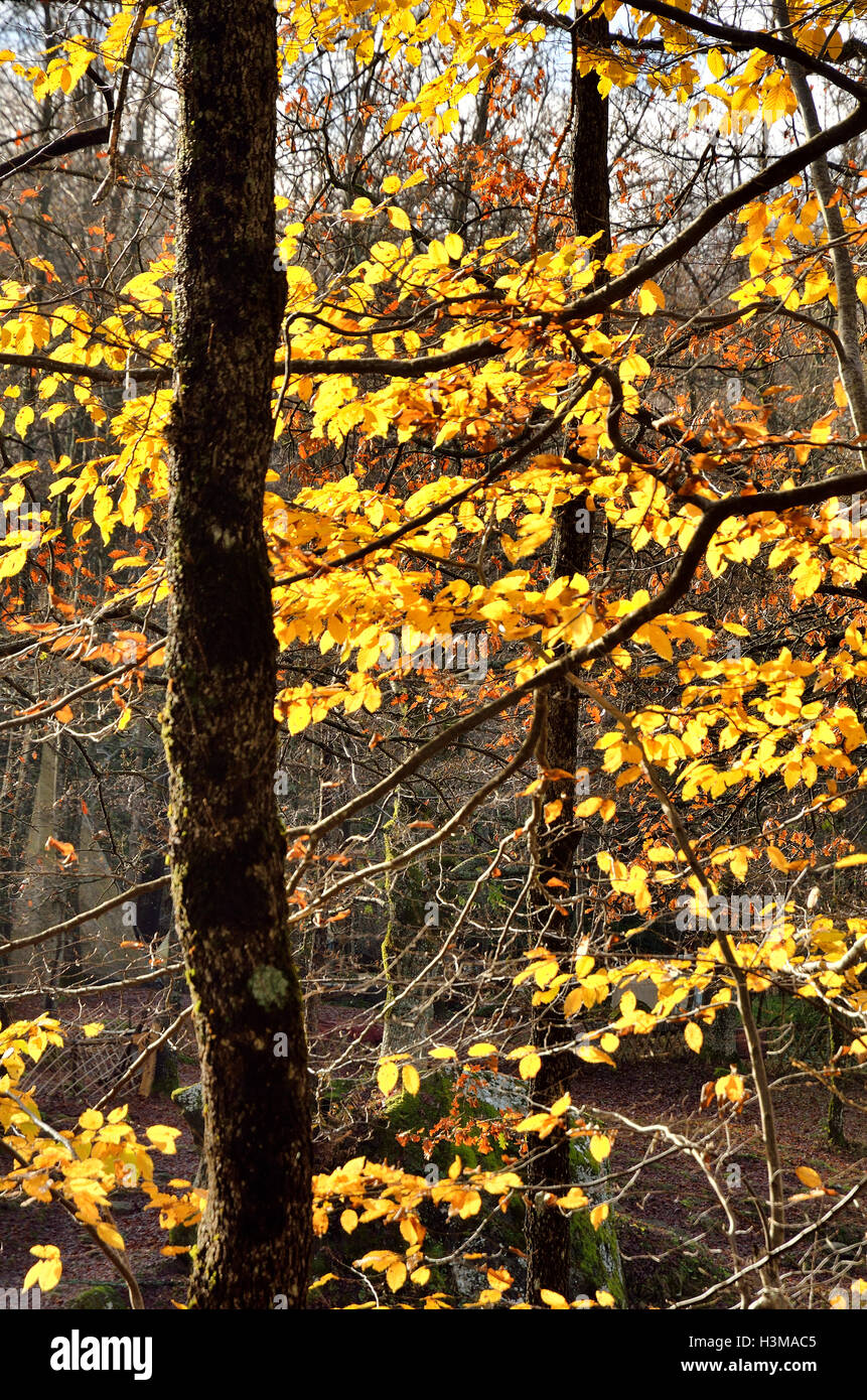 amazing colors of the forest in autumn Stock Photo - Alamy