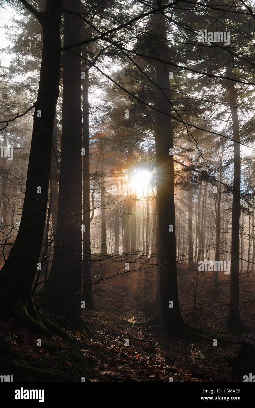 light in the forest in the morning Stock Photo - Alamy