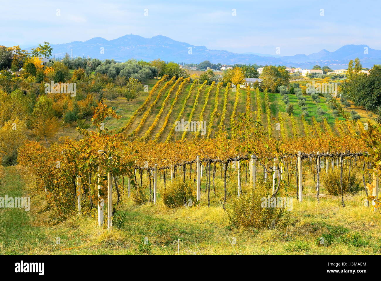 landscape of vineyard with amazing colors in autumn Stock Photo - Alamy