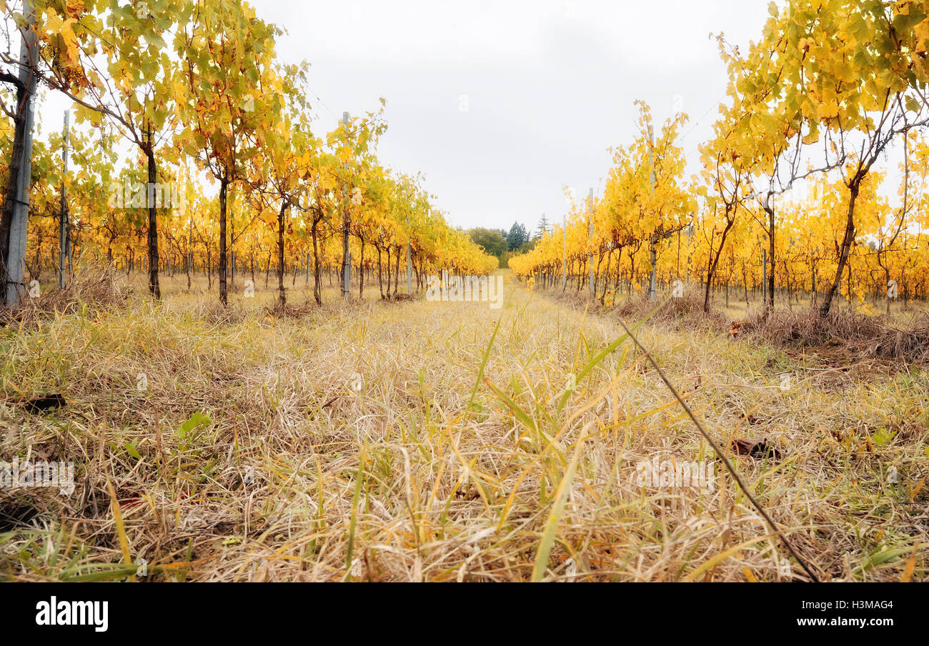 vineyard with yellow leaves in october Stock Photo - Alamy