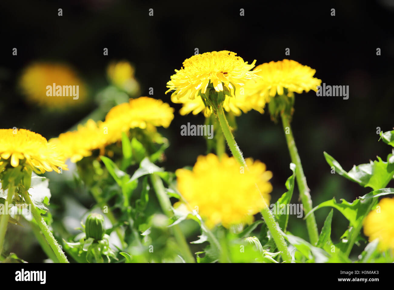 Design green and yellow hi-res stock photography and images - Alamy