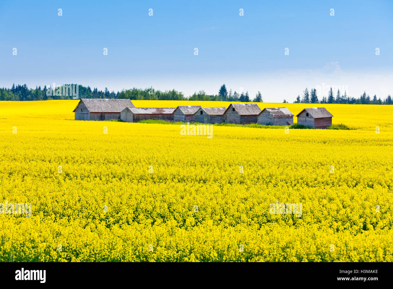 Farm huts canola field agriculture landscape Stock Photo - Alamy