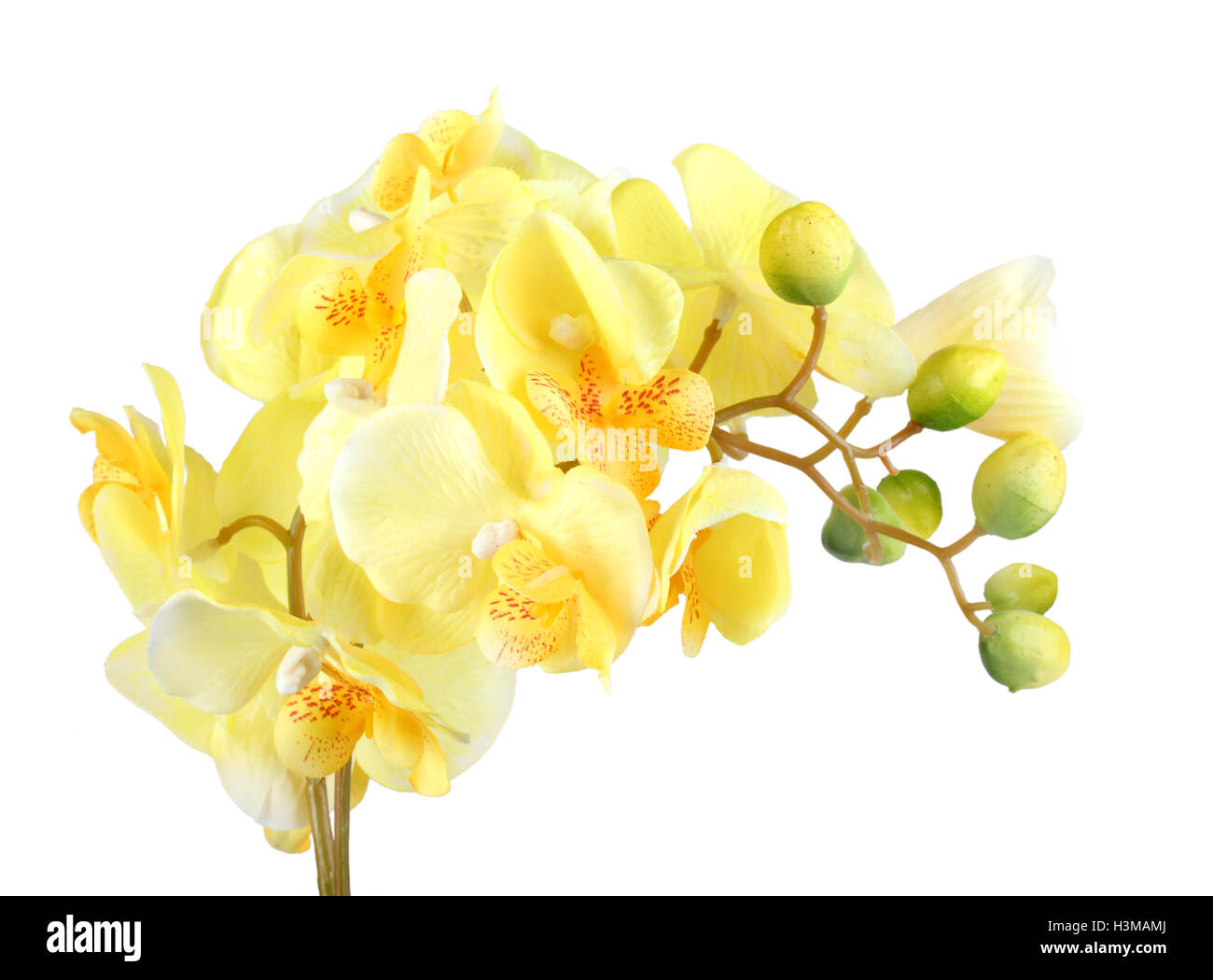 Flowers of yellow orchid Stock Photo - Alamy