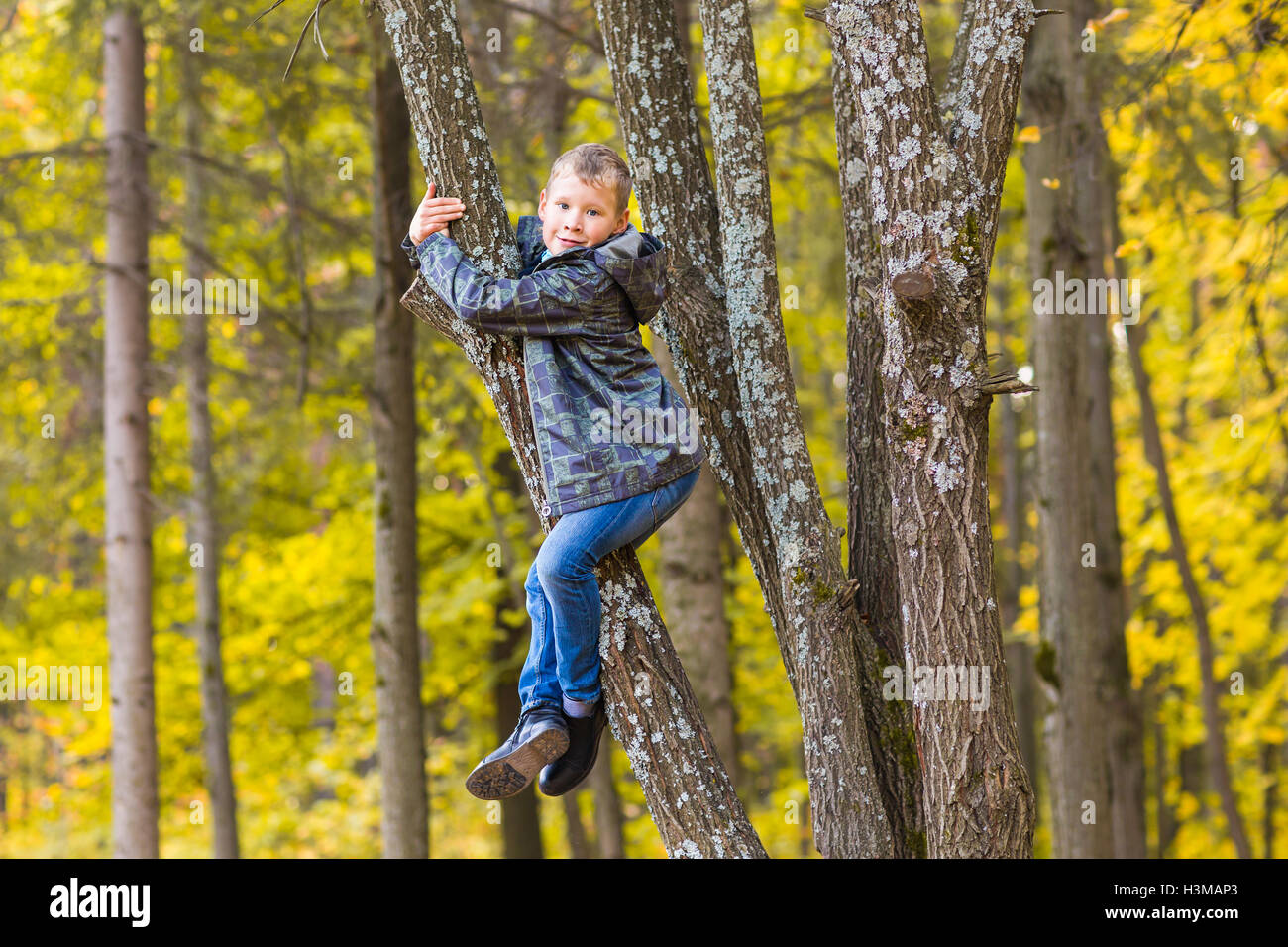 Smiling boy climbed in a tree in park Stock Photo - Alamy