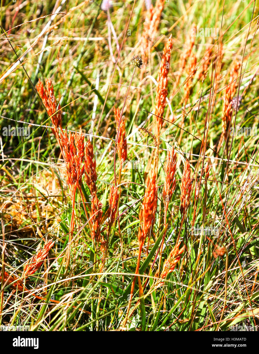 Orange seed pods hi-res stock photography and images - Alamy