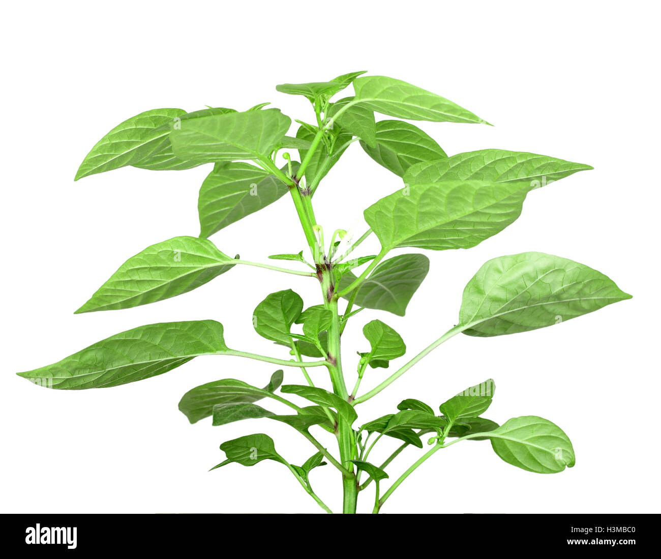 Branch of pepper Stock Photo - Alamy