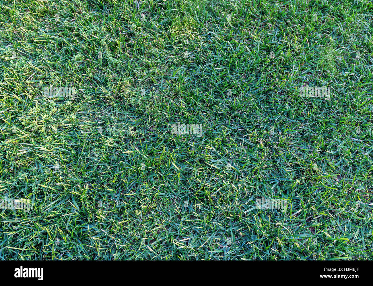 green grass textured background Stock Photo - Alamy