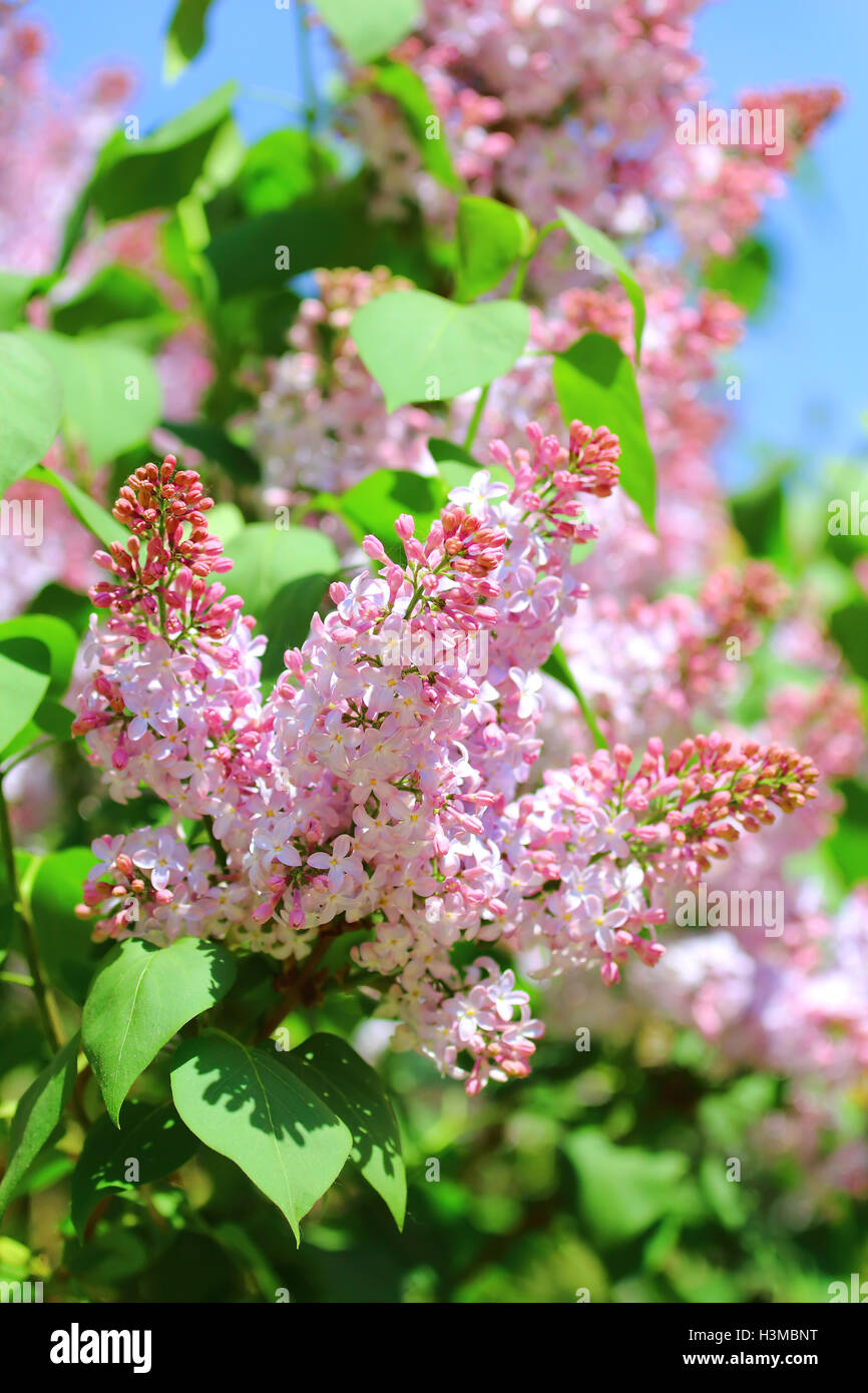 Lilac backdrop hi-res stock photography and images - Alamy