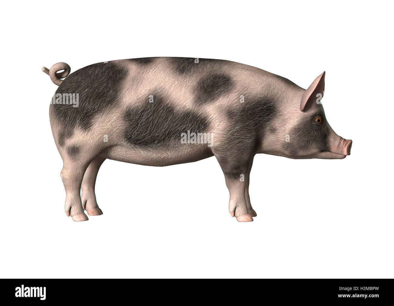 3D rendering of a pig isolated on white background Stock Photo - Alamy