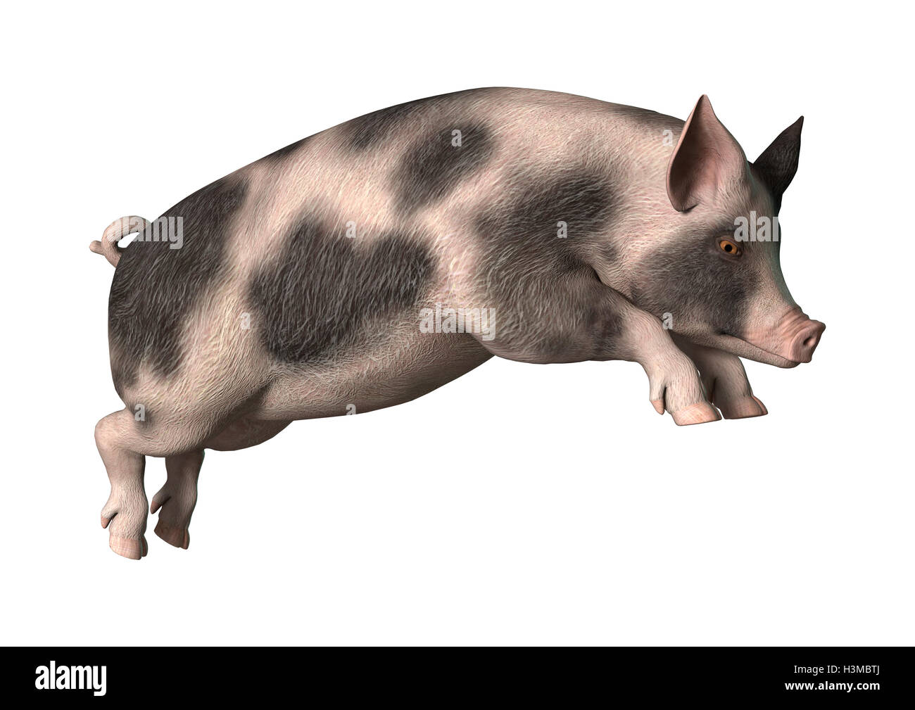 3D rendering of a pig isolated on white background Stock Photo - Alamy