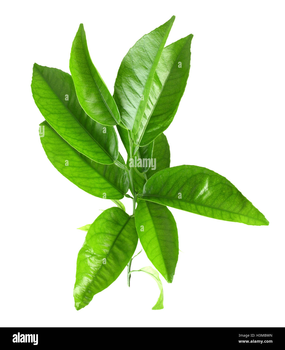 Branch of citrus-tree Stock Photo - Alamy