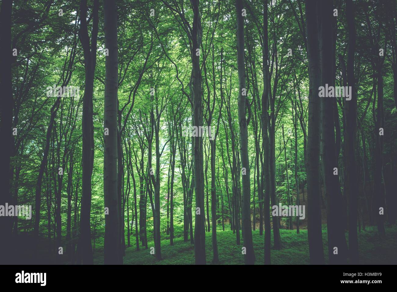 Green Forest Nature Photo Background. Forestry Theme Stock Photo - Alamy