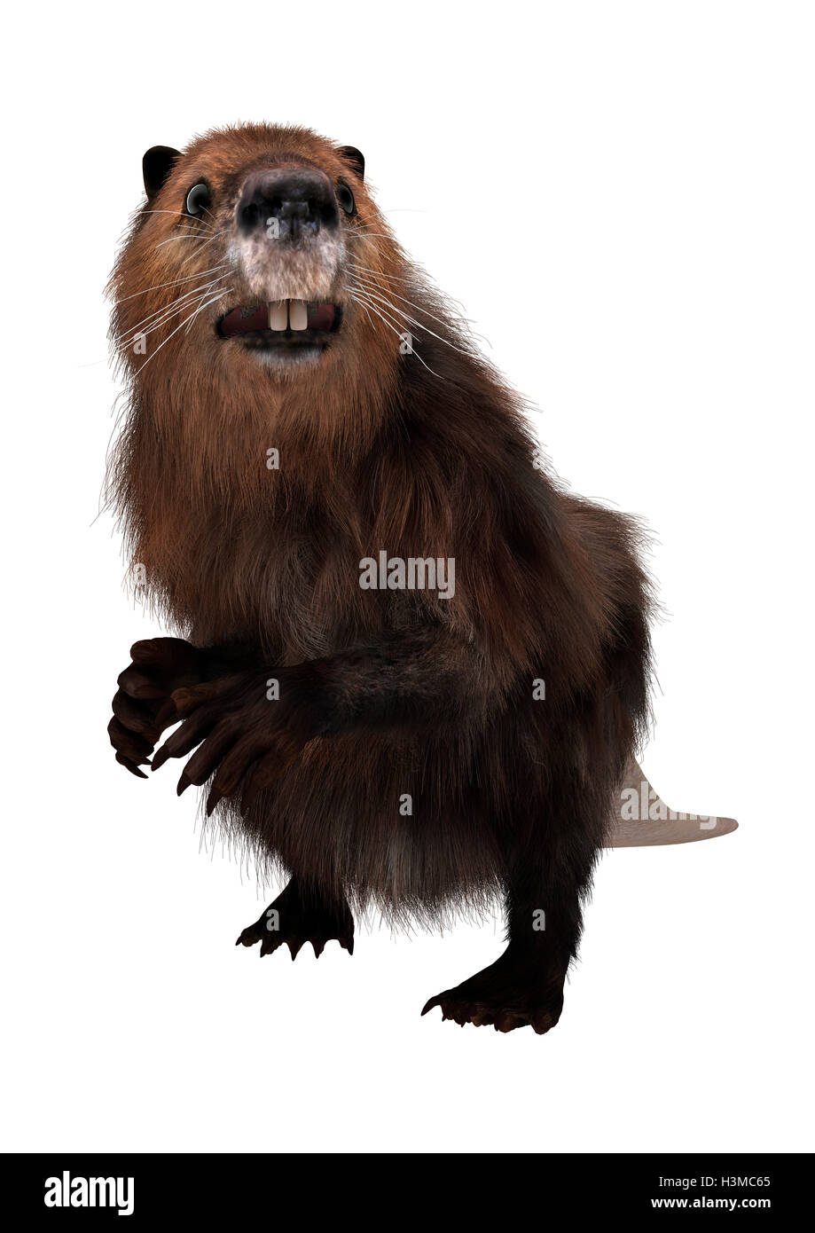 3D rendering of a beaver isolated on white background Stock Photo - Alamy