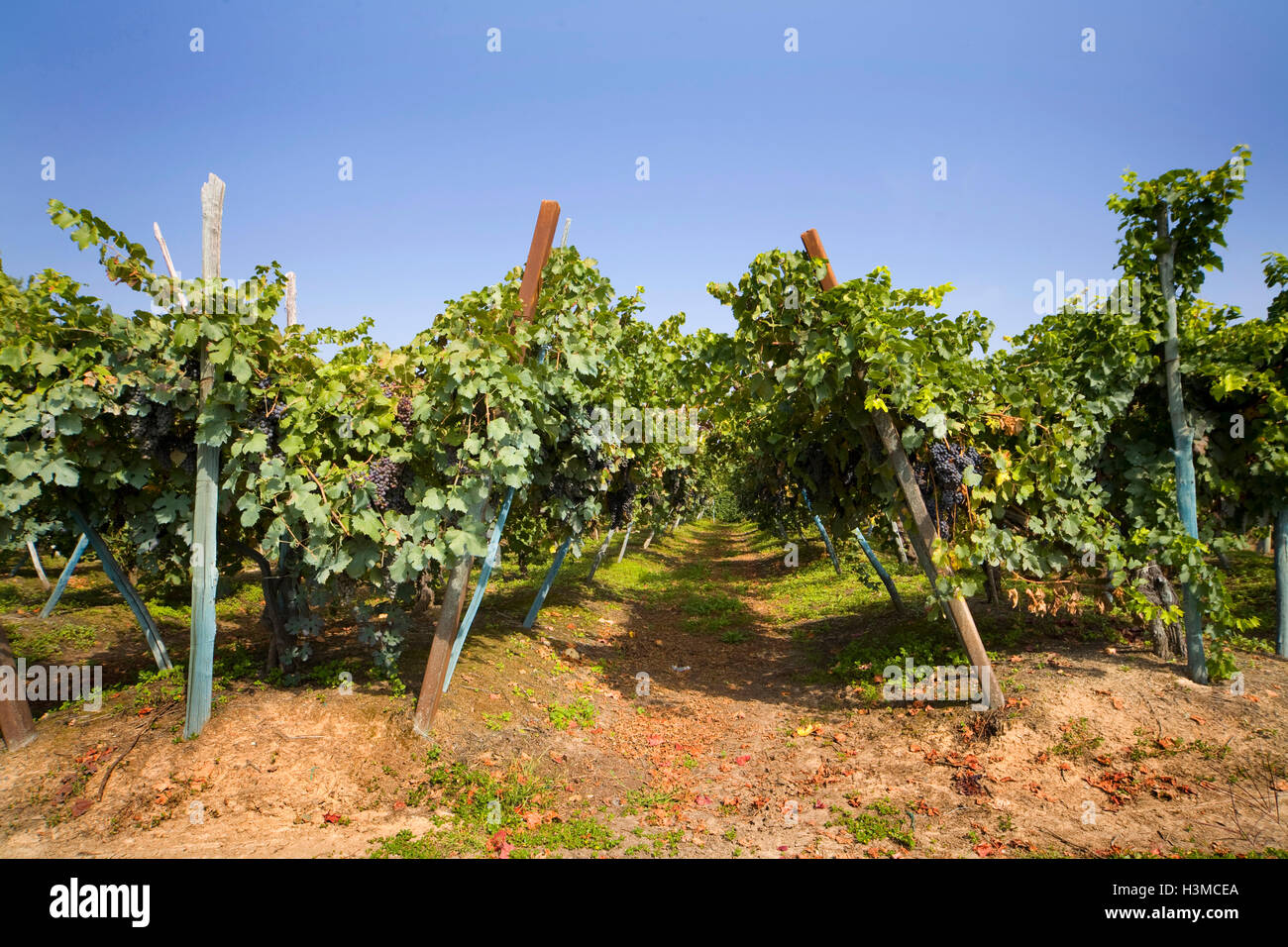 Nebbiolo piedmont hi-res stock photography and images - Alamy
