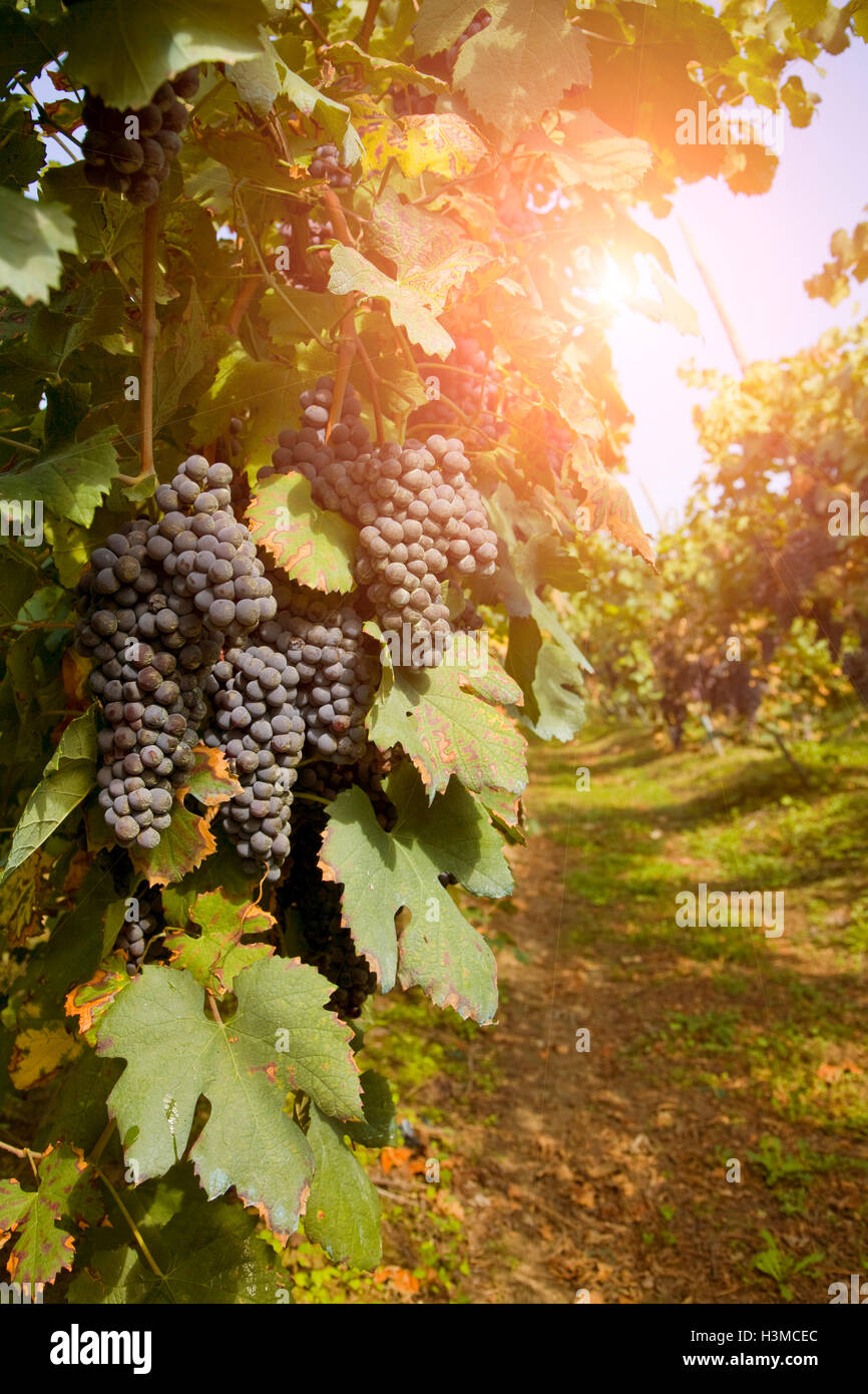 Nebbiolo Piedmont High Resolution Stock Photography and Images - Alamy