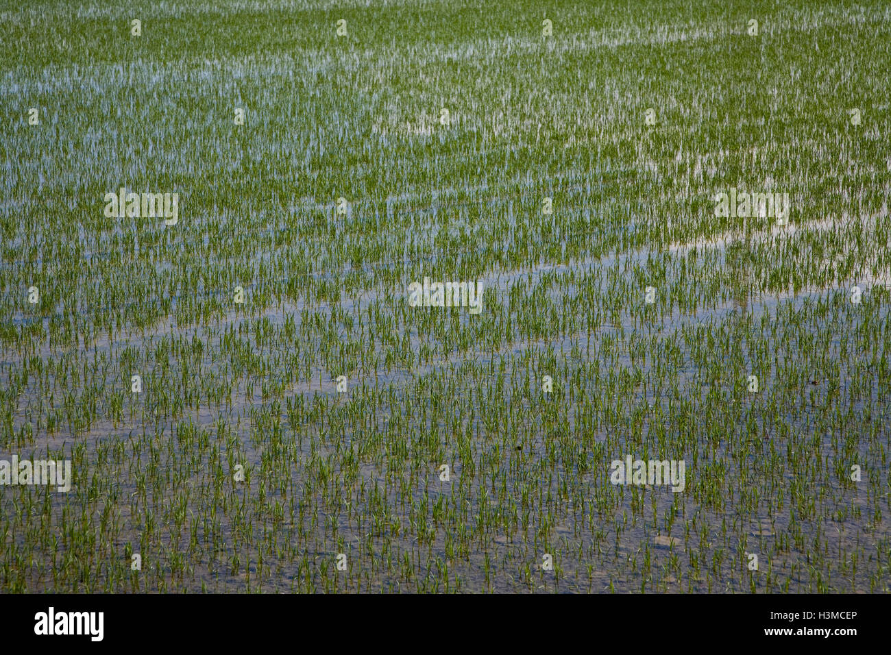 Rice paddy field europe hi-res stock photography and images - Alamy