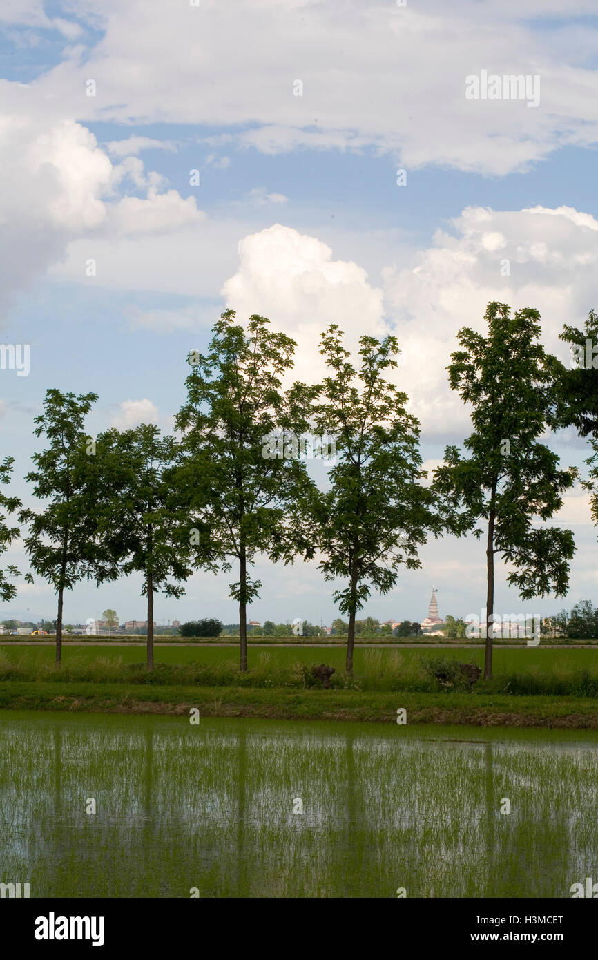 Rice paddy field europe hi-res stock photography and images - Alamy