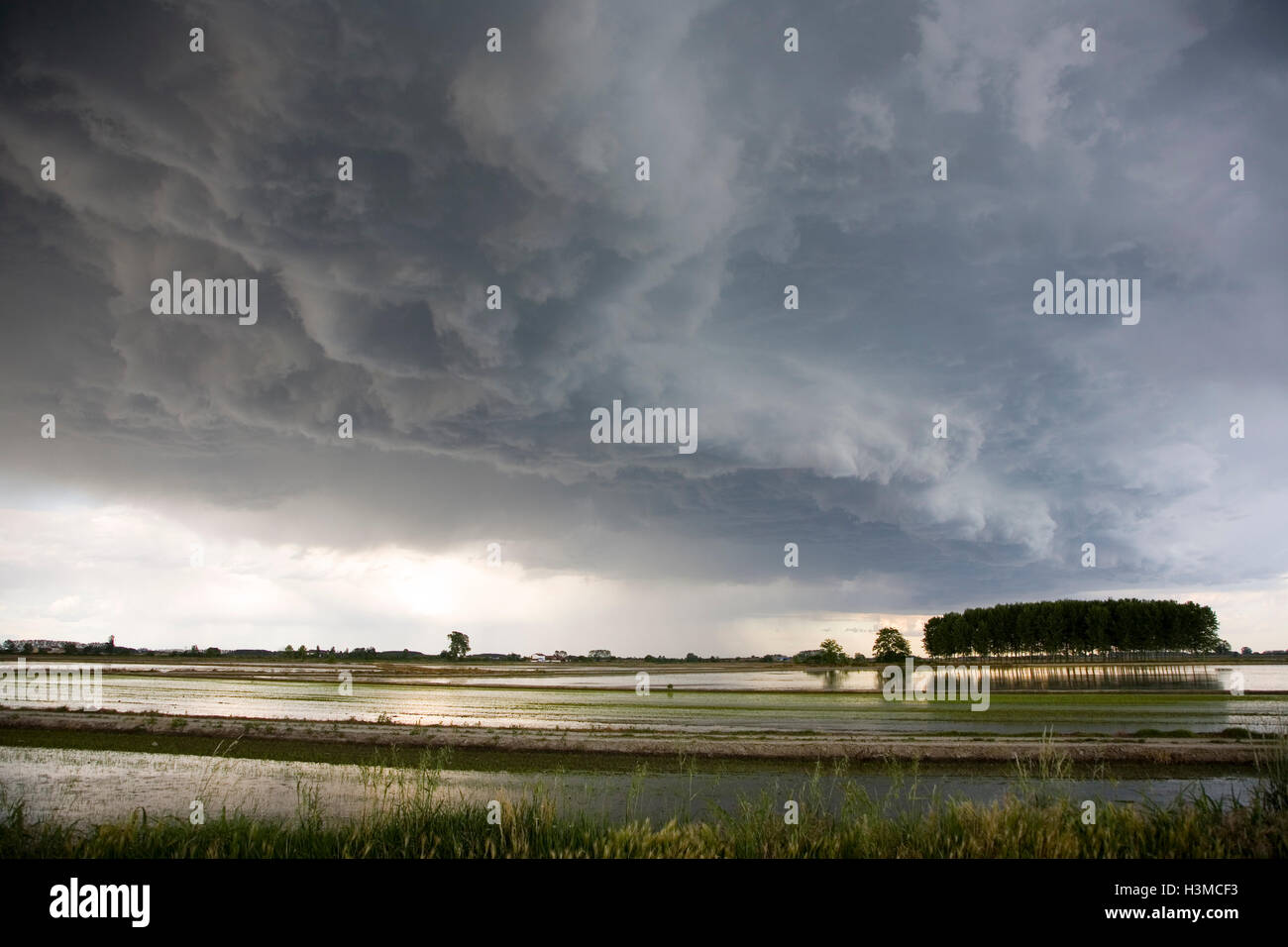 Rice paddy field europe hi-res stock photography and images - Alamy