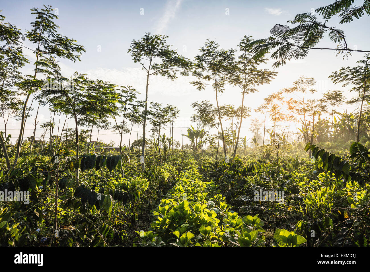 Bali coffee plantation hi-res stock photography and images - Alamy