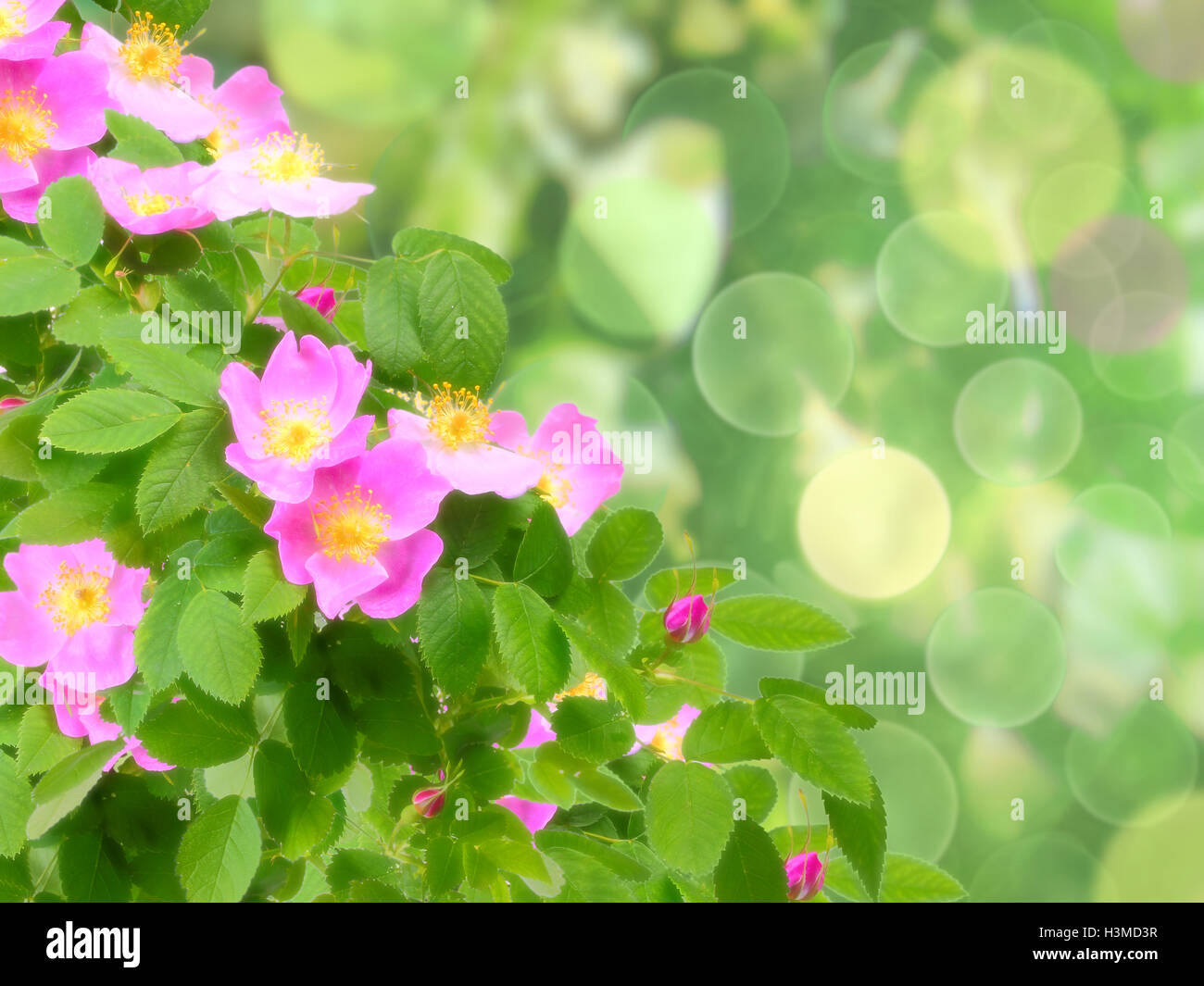 Pink dog-roses flowers Stock Photo - Alamy