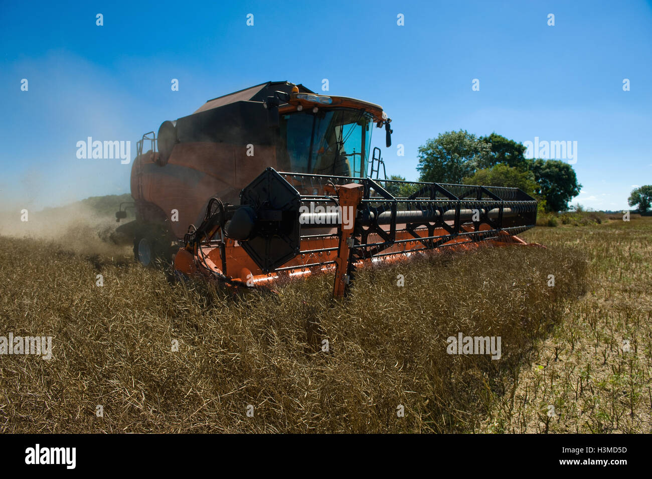 Combine harvester cutting crops in field, Cherington, Gloucestershire ...