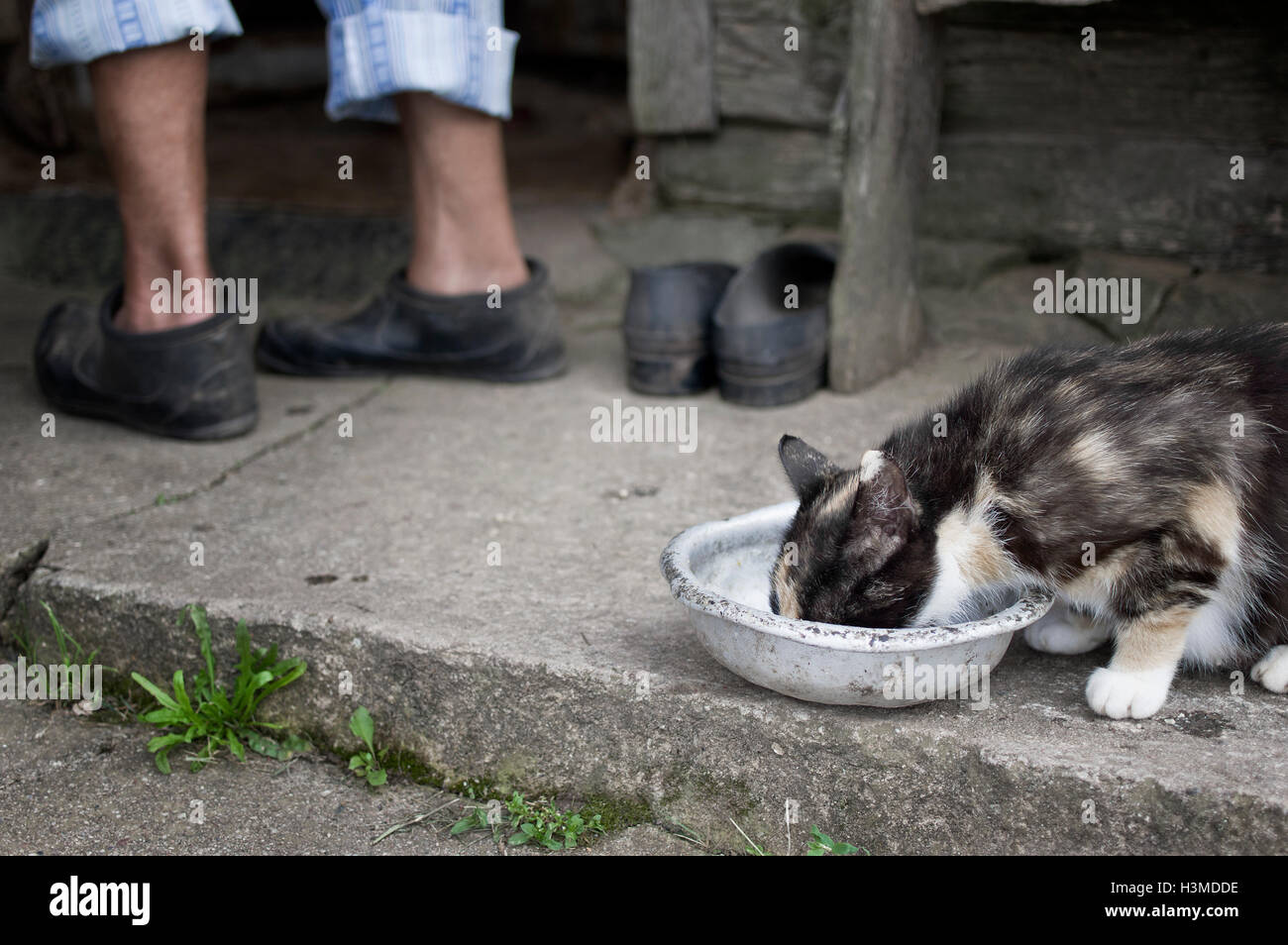 Feeding A Cat Stock Photo - Alamy