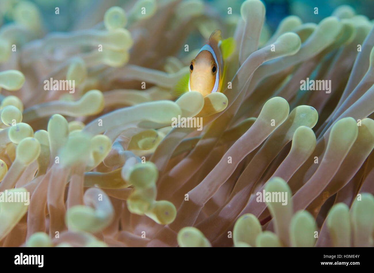 Red Sea Anemone Fish Stock Photo - Alamy