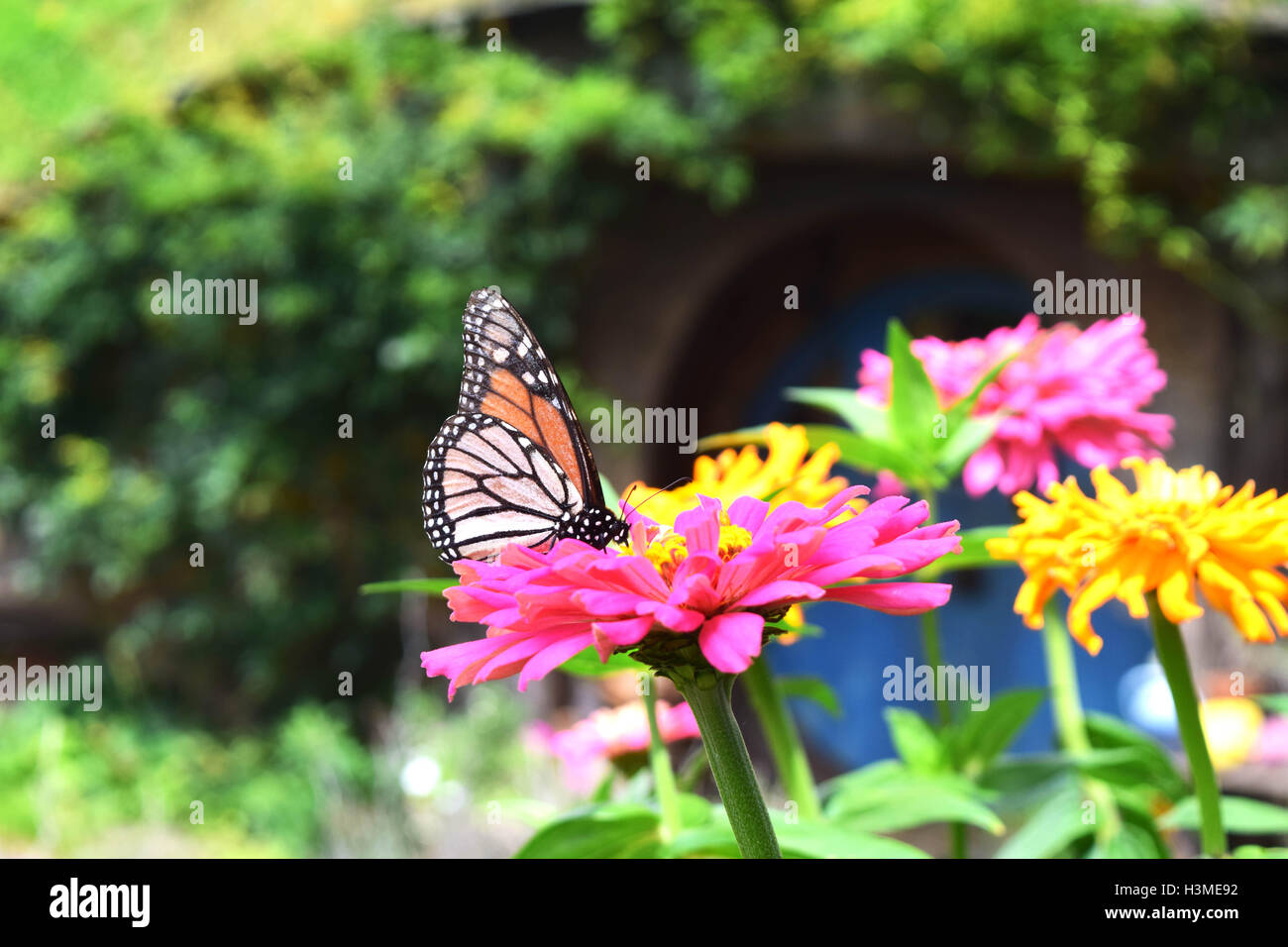 Pink flower new zealand hi-res stock photography and images - Alamy