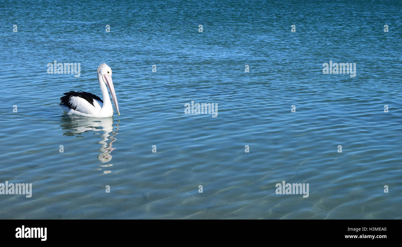 Pelican bird sea hi-res stock photography and images - Alamy
