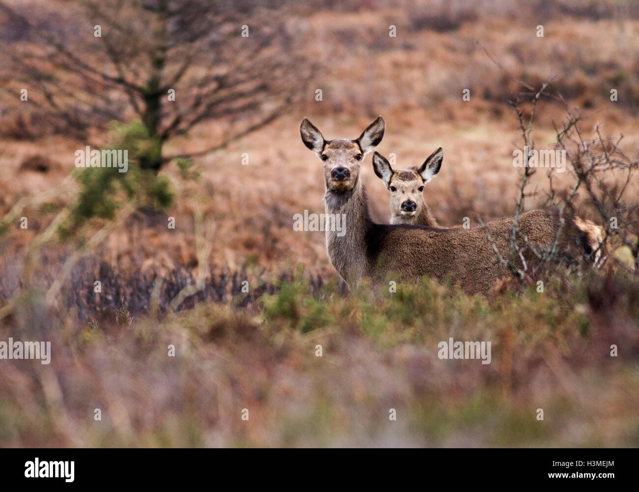 Roe animal hi-res stock photography and images - Alamy