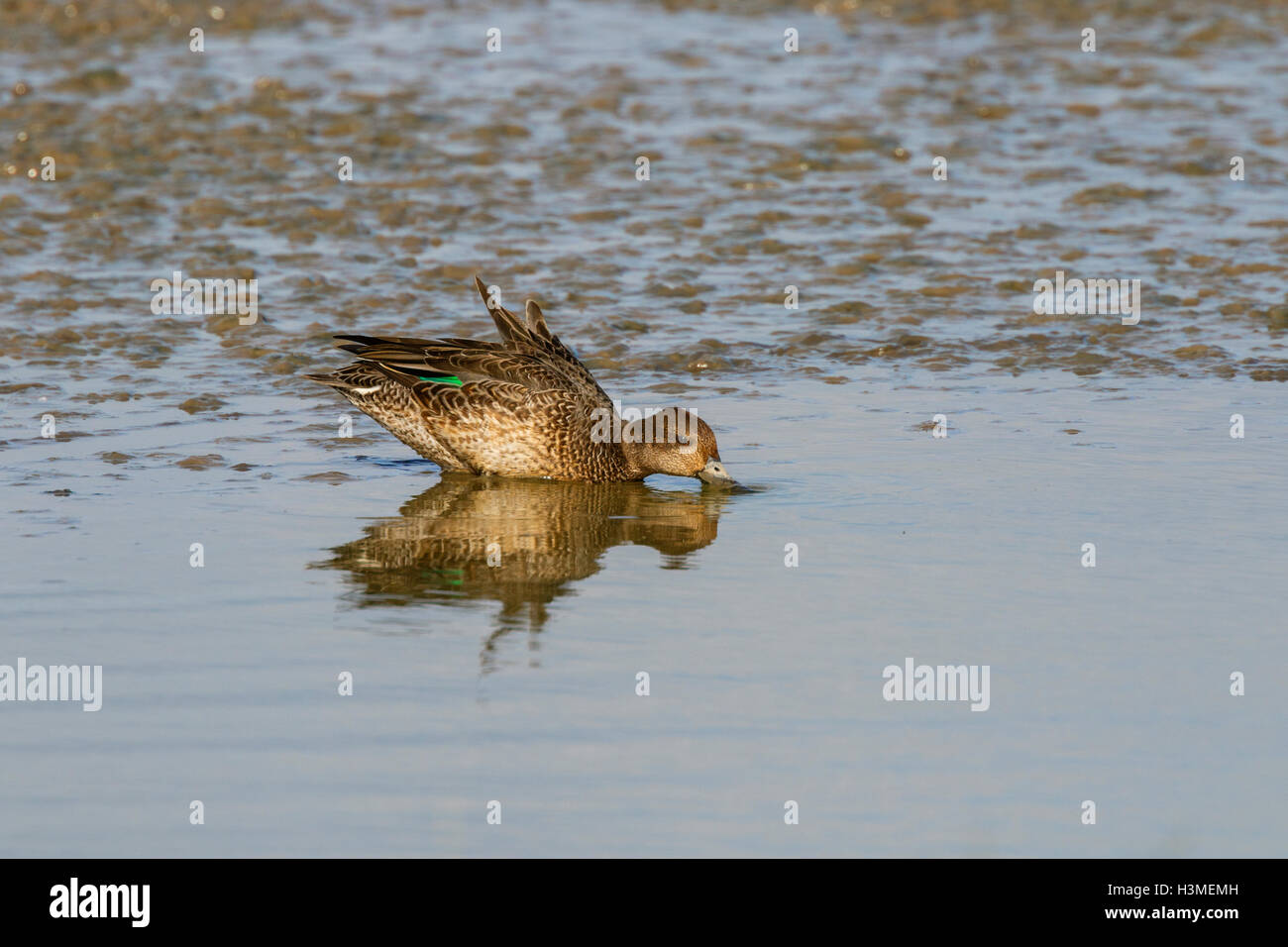 Common Teal Anas crecca adult female dabbling in muddy water Stock ...