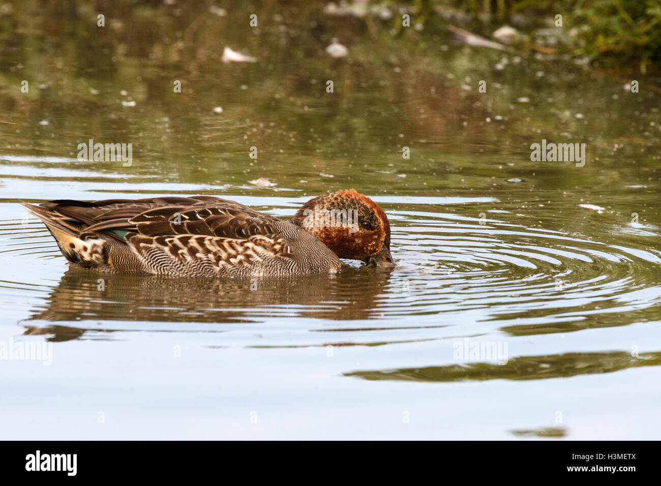Eclipse male teal hi-res stock photography and images - Alamy