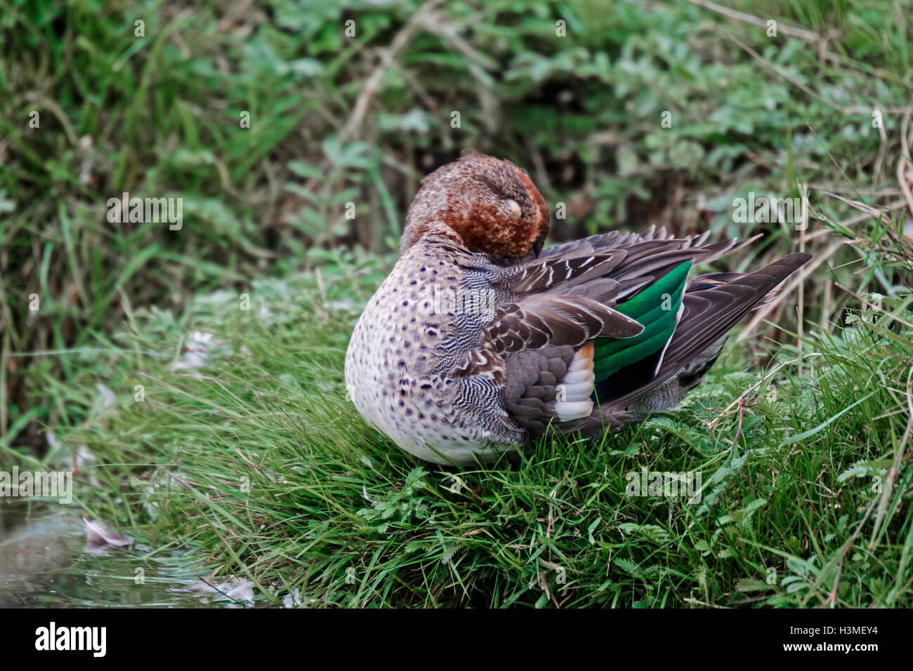 Eclipse male teal hi-res stock photography and images - Alamy