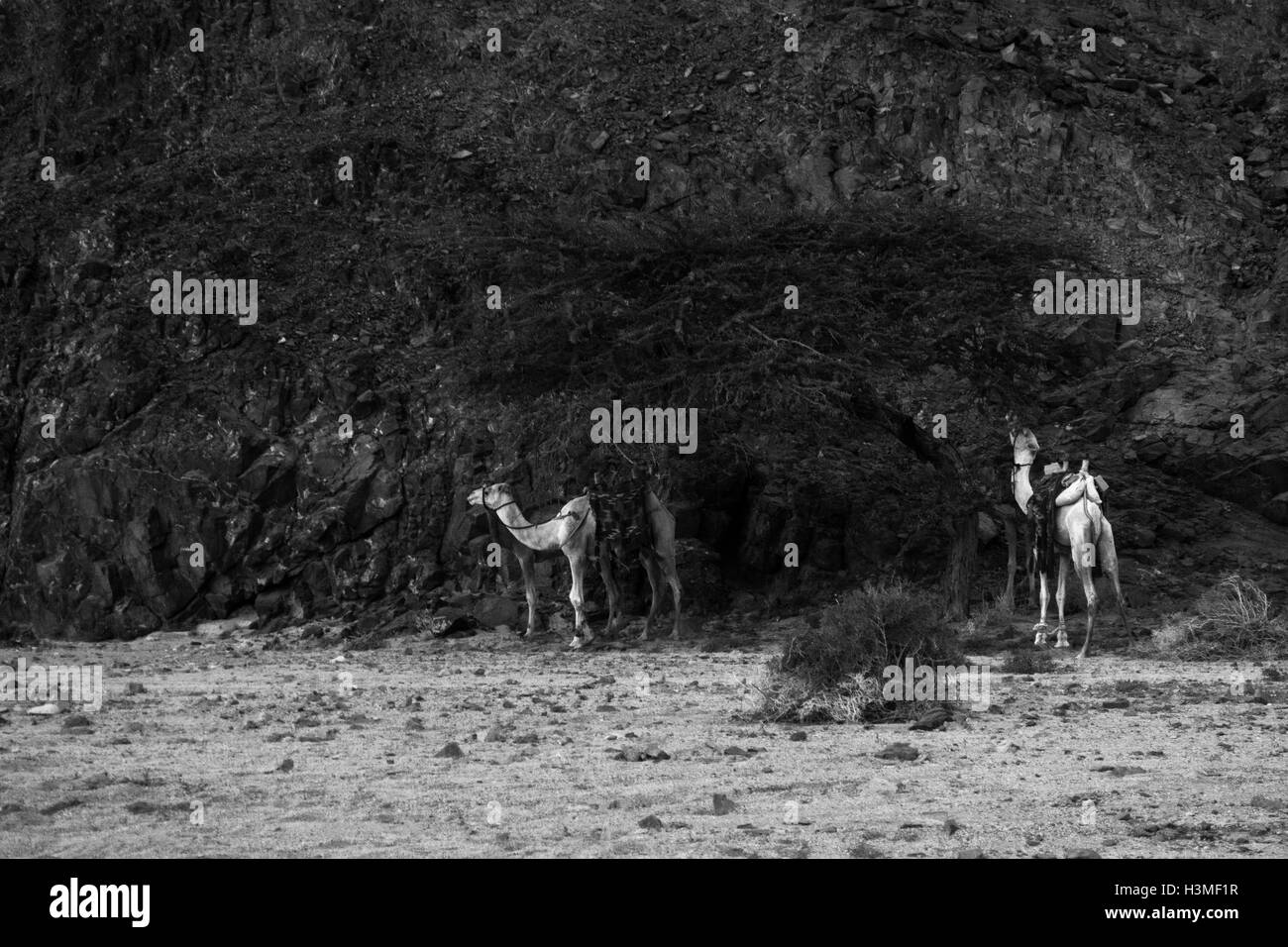 Camel carrying egypt hi-res stock photography and images - Alamy