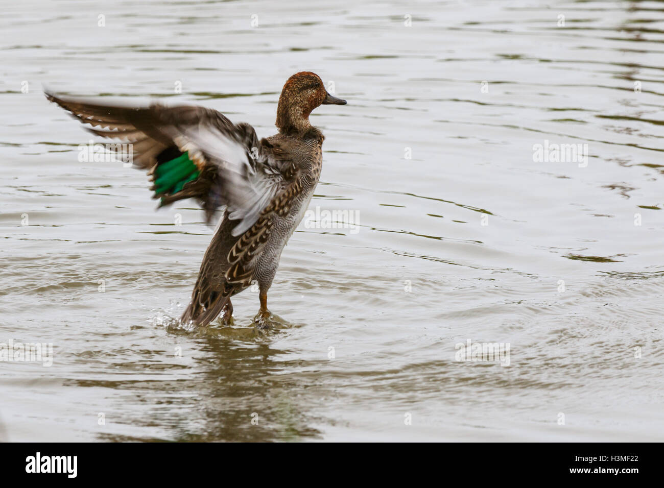Eclipse male teal hi-res stock photography and images - Alamy