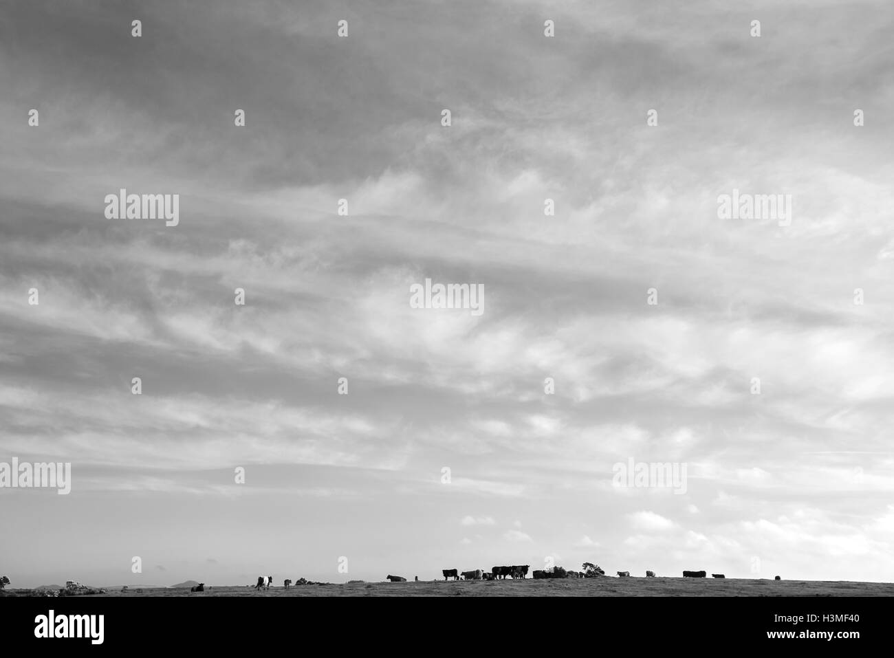 Bodmin Moors Horizon Stock Photo - Alamy