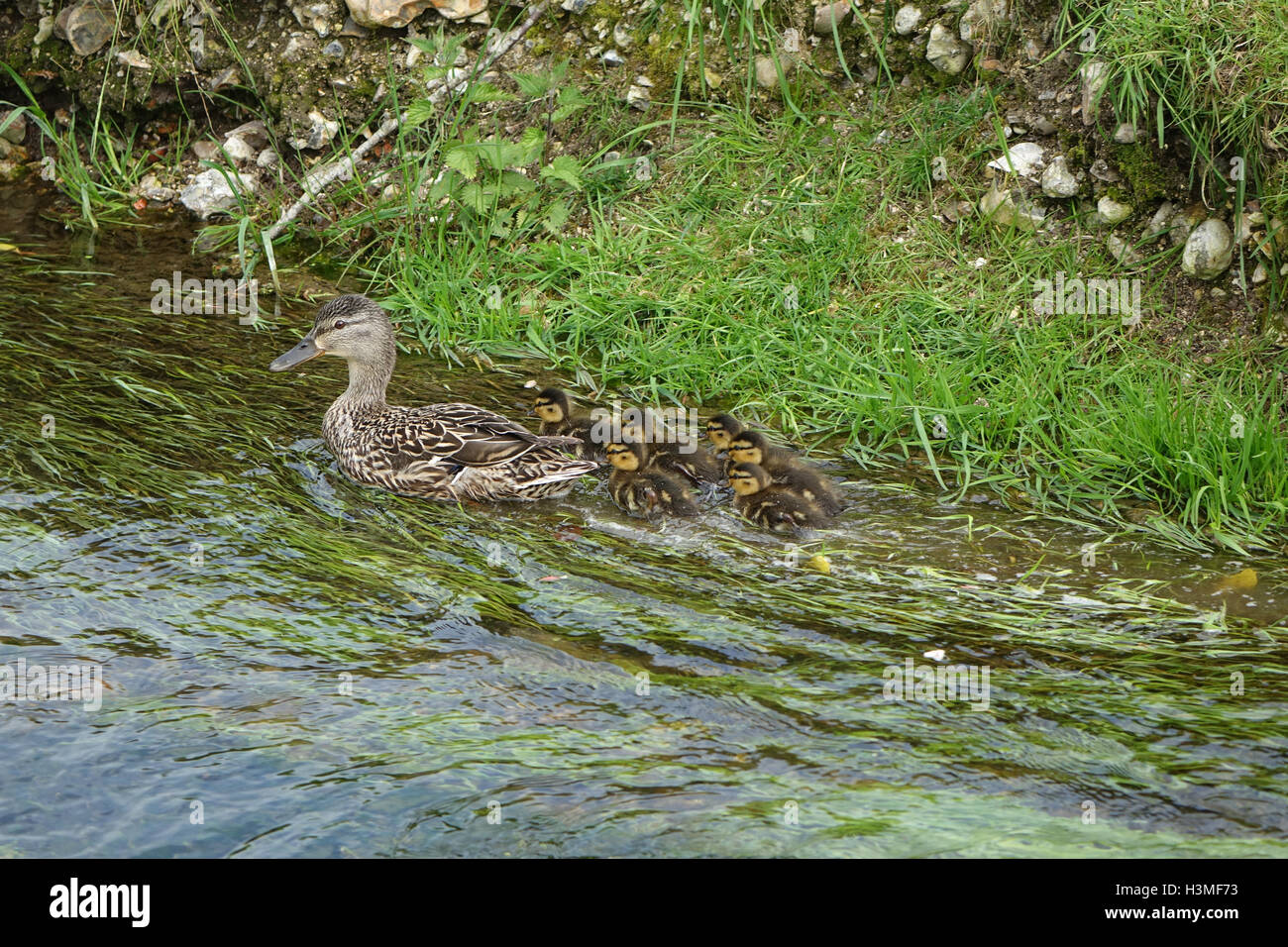 Duck and ducklings swimming Stock Photo - Alamy