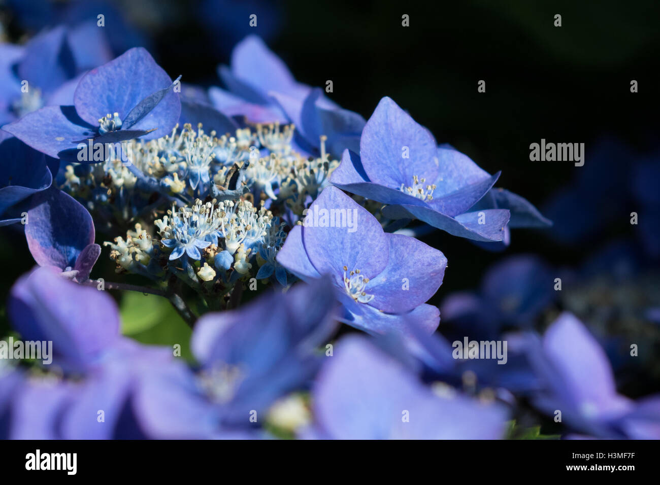 Blue flowers Hydrangea Lacecap Stock Photo - Alamy
