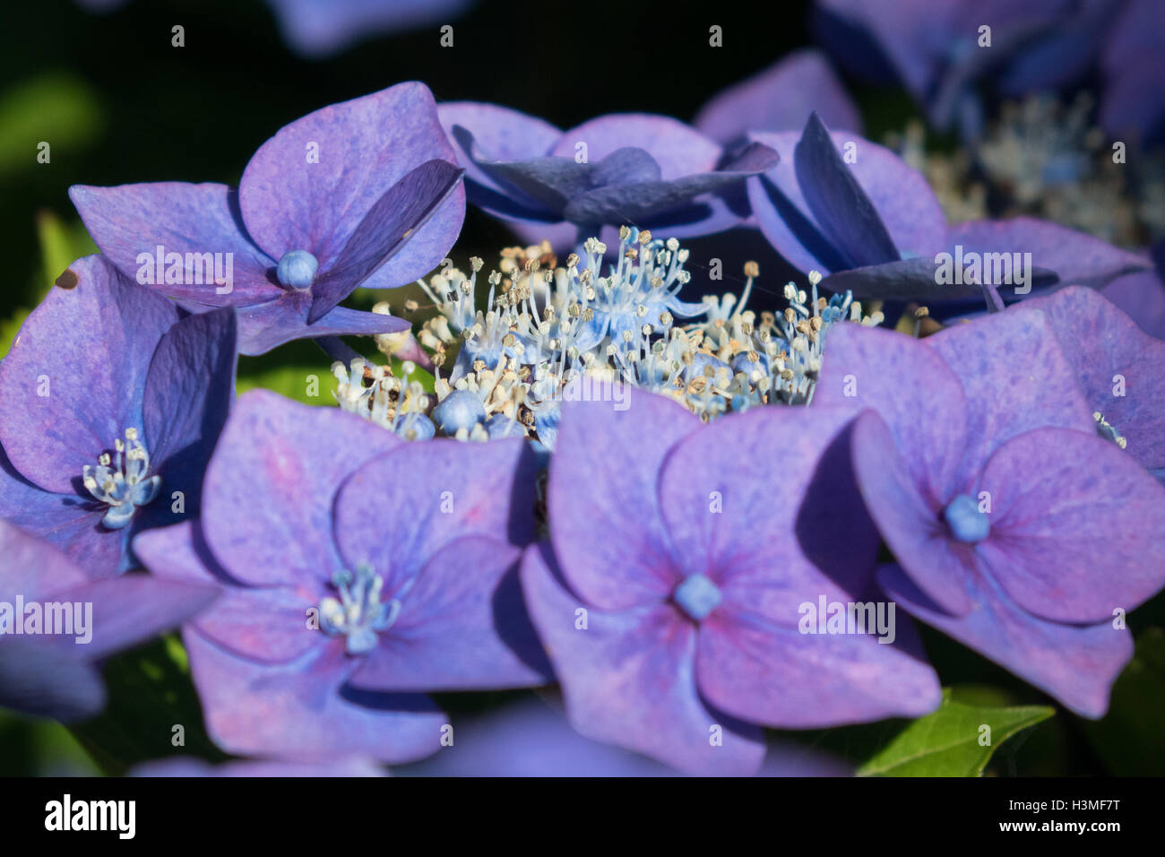Purple blue Hydrangea Lacecap Stock Photo - Alamy