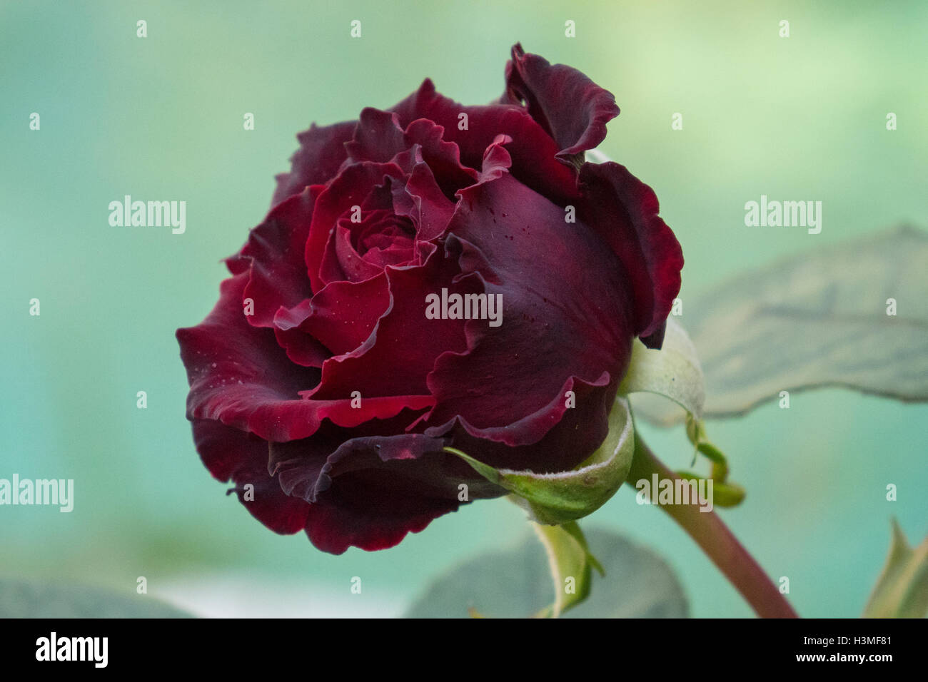 Dark red velvety rose in front of water Stock Photo - Alamy